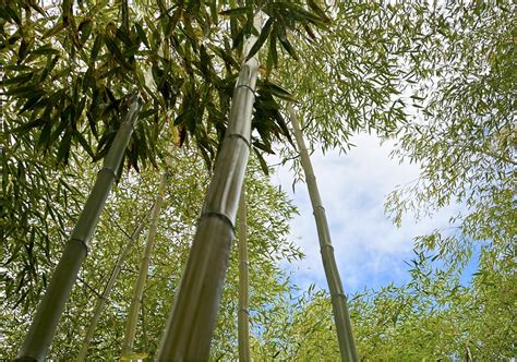 Project Bamboo Corekees