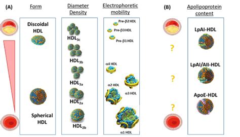 Heterogeneity Of The Hdl Class In Atherosclerotic Cardiovascular Download Scientific Diagram
