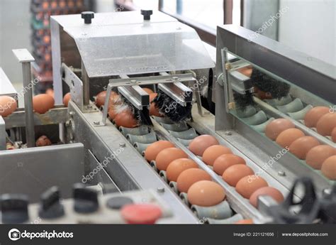 Fresh Egg Grading And Sorting Machine Grade Egg By Weight 48 Off