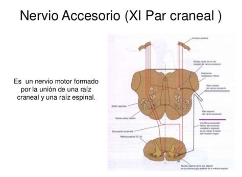 Nervio Accesorio Anatomía Función E Importancia Clínica