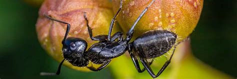 Top Non Toxic Tips To Get Rid Of Carpenter Ants In Ajax