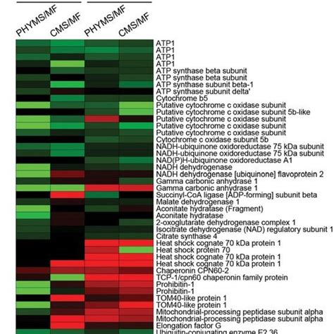 Functional Classification A And Hierarchical Clustering B Of The Download Scientific