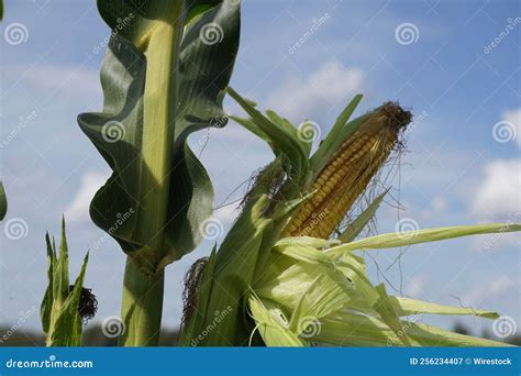 Close Up View Of A Corn Plant Growing With Green Leaves Before The Blue Sky Stock Image Image