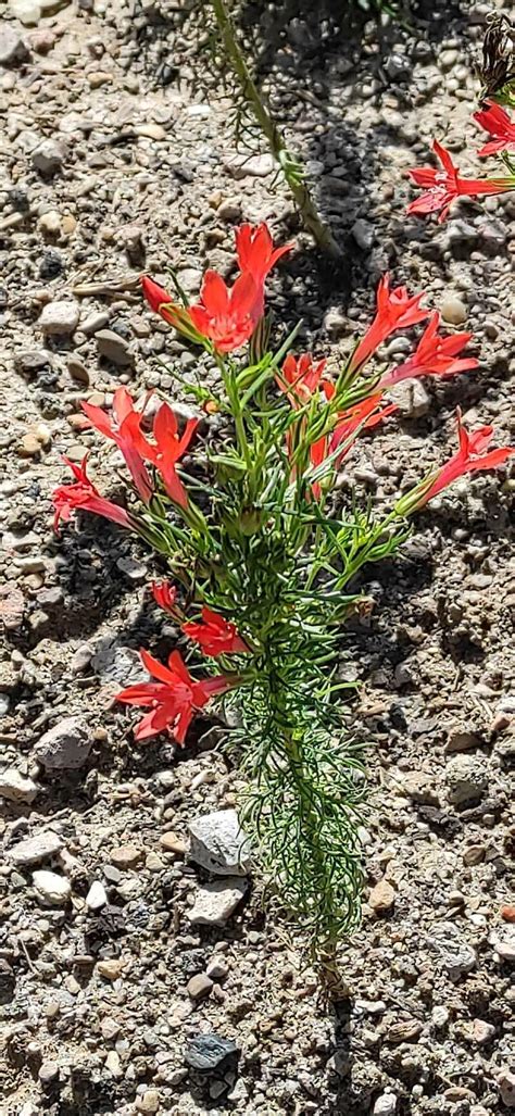 How To Grow Ipomopsis Rubra Earthone