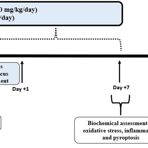 Seizure Activity Scores According To Racine Criteria 05 In Different