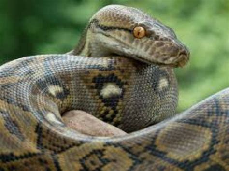 Reticulated Python Habitat Diet And Facts Thrigby Hall