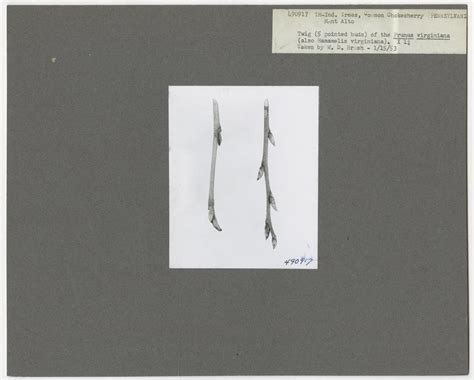 Tree Identification Chokecherry National Forest Service Photograph