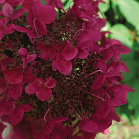 Hydrangea Paniculata Wims Red 3 Litre — Plants2gardens