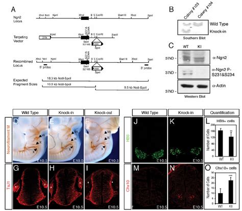 Motor Neuron Differentiation Is Defective In The Ngn2 S231aands234a Download Scientific Diagram