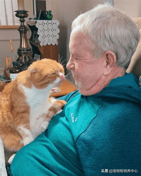 父亲生病，网友带猫咪回家照顾，没想到猫咪竟比自己都尽心番薯