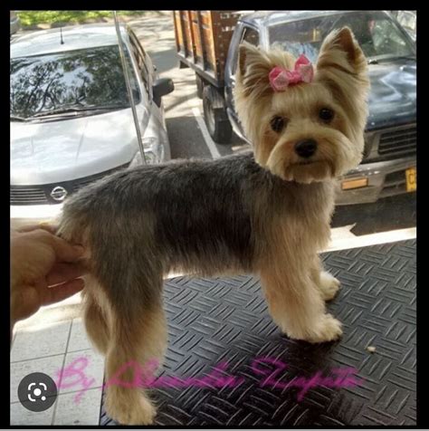 Yorkie Haircuts Pictures Coolest Yorkshire Terrier Haircuts Artofit