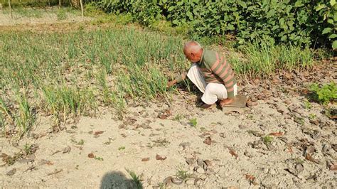 আজ আমাদের পেয়াজের খেত নিরানি দিয়ে দিলাম 🌱কৃষি দিবানিশি কৃষিকাজ Youtube