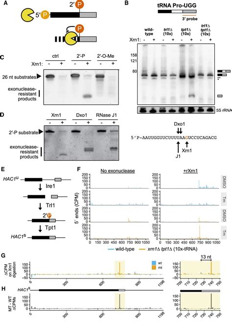 Nanopore Sequencing Of Internal 2′ Po4 Modifications Installed By Rna Repair