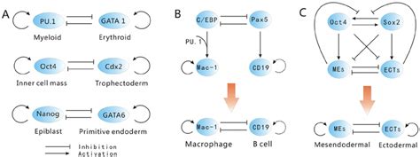 The Gene Circuits Of Mutual Antagonism And Self Activation A The