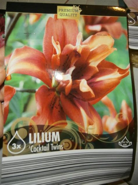Lilium Cocktail Twins Lidl Bulbs Summer Bulbs Lilium Bulb