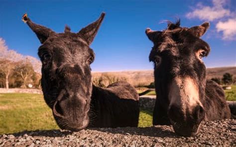 Custom Policy In Mule 4 Dzone