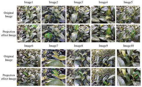 Agronomy Free Full Text Detection And Localization Of Tea Bud Based On Improved Yolov5s And