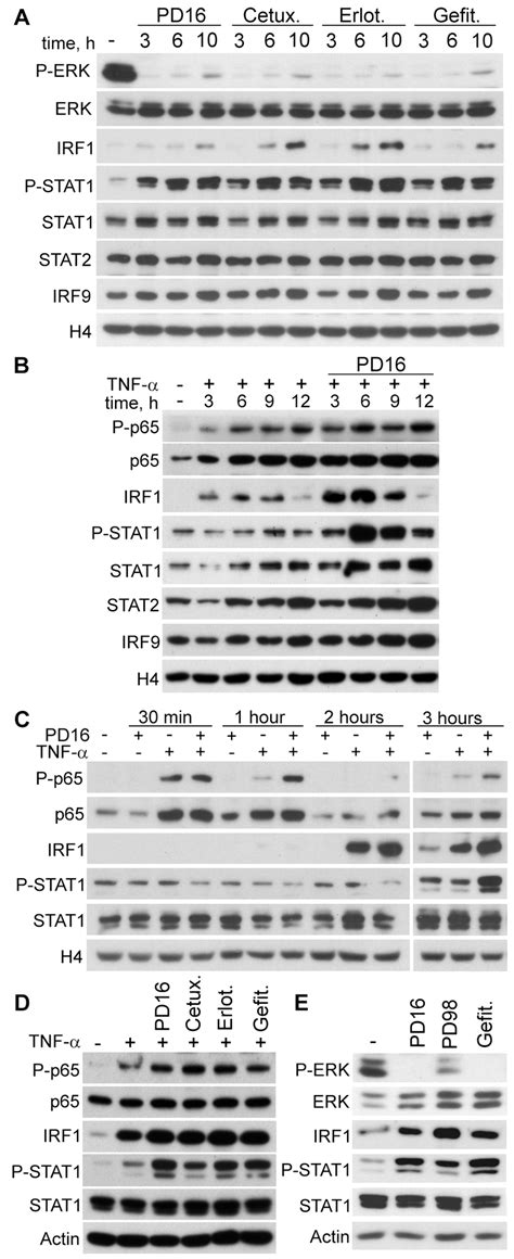 Irf1 And Stat1 Are Activated In Response To Egfr Or Mek Inhibition Download Scientific Diagram