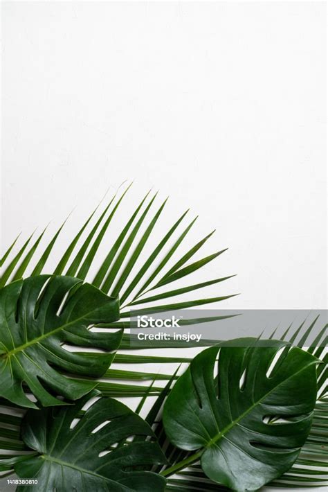 열대 야자 잎과 스위스 치즈 식물은 흰색 배경에 고립되어 있습니다 0명에 대한 스톡 사진 및 기타 이미지 0명 개념 개체 그룹 Istock
