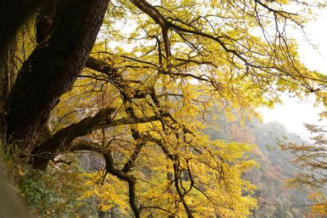 秋天是一棵树限定的美好 天目山风景区