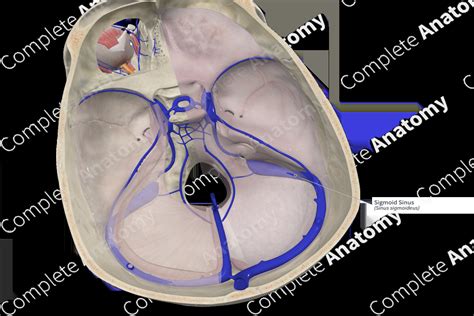 Sigmoid Sinus Complete Anatomy