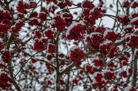 Premium Photo Red Berries On A Tree In The Winter