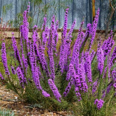 Texas Blazing Star Liatris Mucronata High Country Gardens High