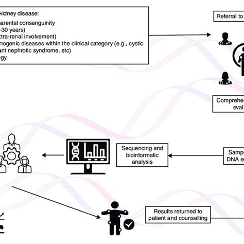 Renal Genetic Clinic Typical Workup Download Scientific Diagram