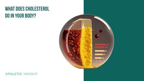 Cholesterol Definition Benefits And Risks Athletic Insight