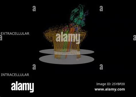 Cryo Em Structure Of The Membrane Attack Complex In Open Conformation