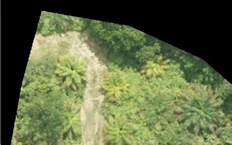 Oil Palm Trees With Stressed Growth A Original Image B Yolov3