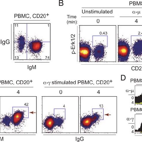 PDF Kinetics Of B Cell Receptor Signaling In Human B Cell Subsets