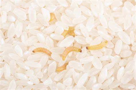 Gusanos De Polilla Evita Estos Intrusos En El Arroz