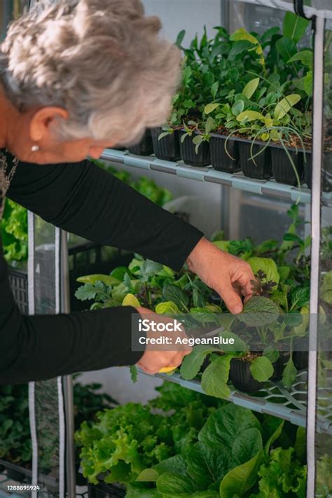 신선한 허브를 자르는 시니어 여성 그녀의 발코니에 컨테이너에서 성장 가정 생활에 대한 스톡 사진 및 기타 이미지 가정 생활 건강한 생활방식 건강한 식생활 Istock