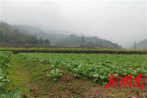 辰溪县修溪镇：保地增粮两手抓 “春苗”行动进行时 辰溪 新湖南