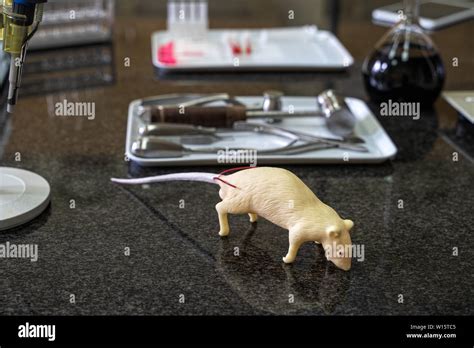 Lab Rat Hi Res Stock Photography And Images Alamy