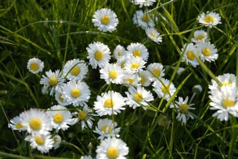 무료 사진 여름 꽃 필드 햇빛 데이지 풀밭 잔디 자연 정원 식물