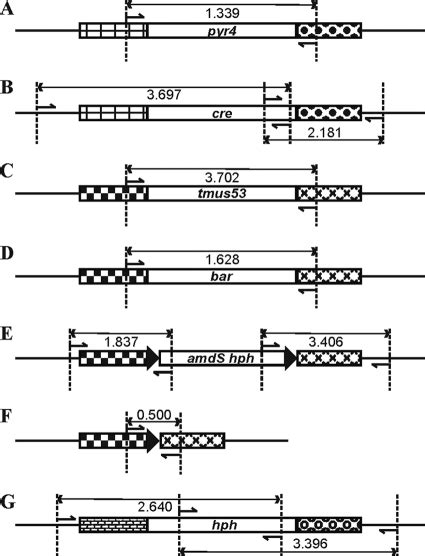 Transformation System For Hypocrea Jecorina Trichoderma Reesei That