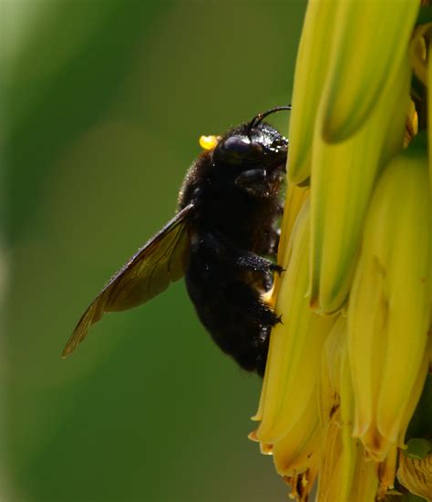 Bigbee00001 Anthony Puz Flickr