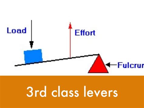 Third Class Lever