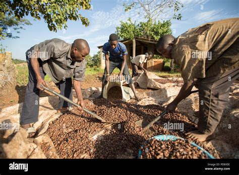 Cocoa Processing Hi Res Stock Photography And Images Alamy