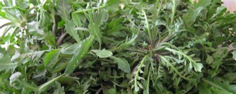荠菜是热性还是凉性的 荠菜属于热性还是凉性的蔬菜呢 知秀网