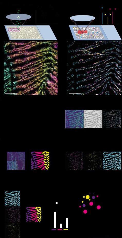 Combining Spatial Metabolomics And Taxon Specific Labeling In A