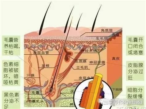 做白发转黑发的好处 知乎