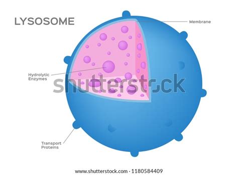 Lysosome Cartoon