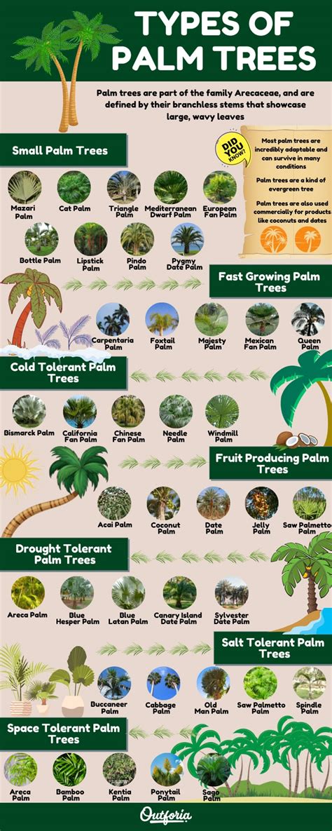 Discover 39 Types Of Palm Trees