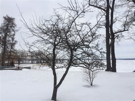 Aesthetic Pruning Land Art Fine Gardening Aesthetic Pruning Land Art Fine Gardening