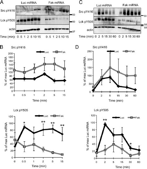 The Phosphorylation Of Lck Is Altered In Fak Deficient Human T Cells Download Scientific
