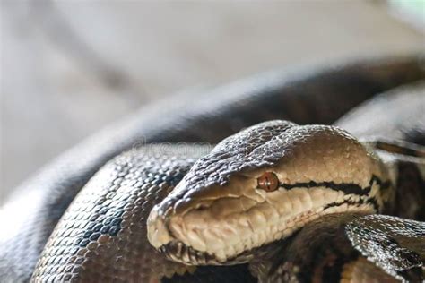 Reticulated Python Is On The Tree Stock Image Image Of Head Longest