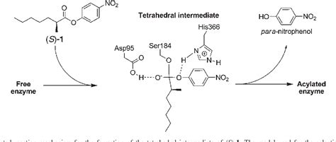 Figure 1 From Directed Evolution Of Candida Antarctica Lipase A Using An Episomaly Replicating